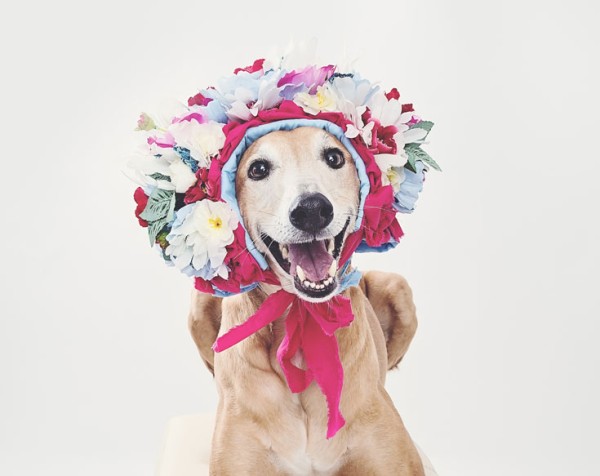 Fun dog photoshoot ideas to inspire you - Somerset Portrait Photographer